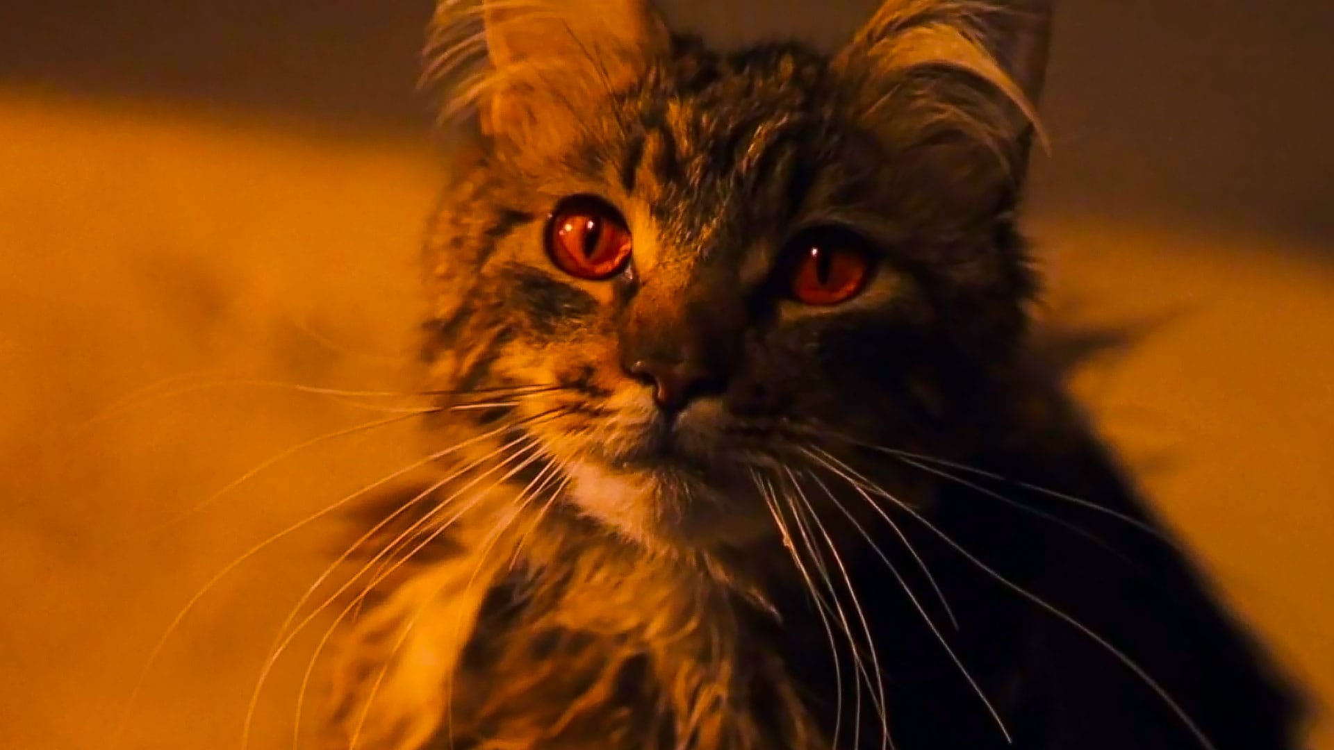 Startseite - CineThursday